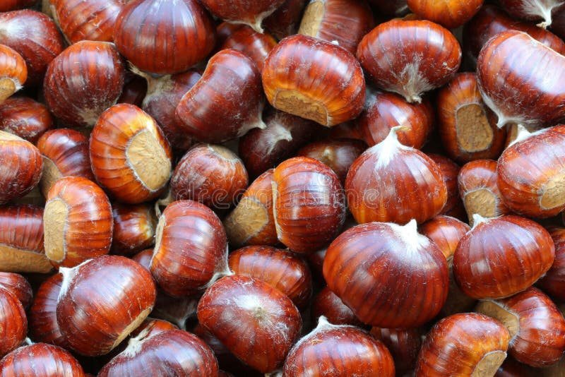 Edelkastanien (Edelkastanien) Stockbild - Bild von diät, frucht: 36515763