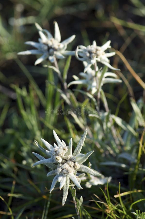 Edelweiss flower stock photo. Image of alpine, plant - 14930594