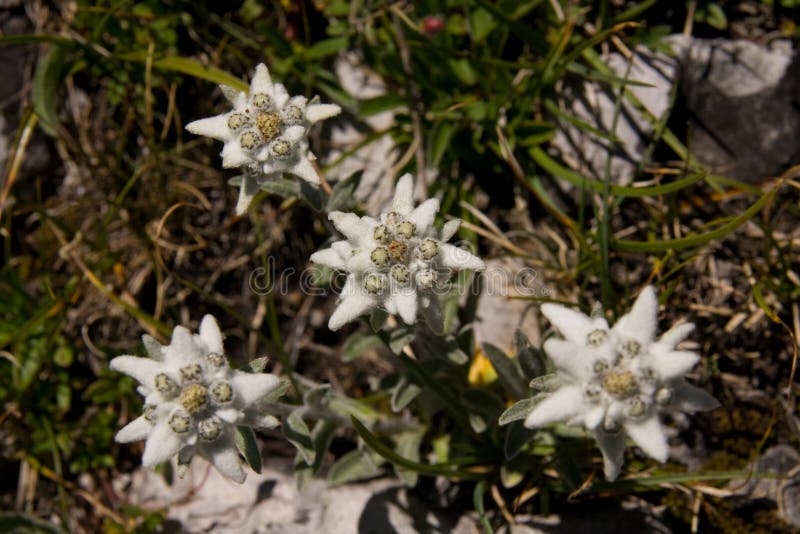 Edelweiss stock image. Image of rare, green, plant, closeup - 17447683
