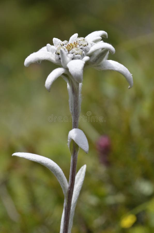Edelweiss stock image. Image of silver, protected, edelweiss - 26182411