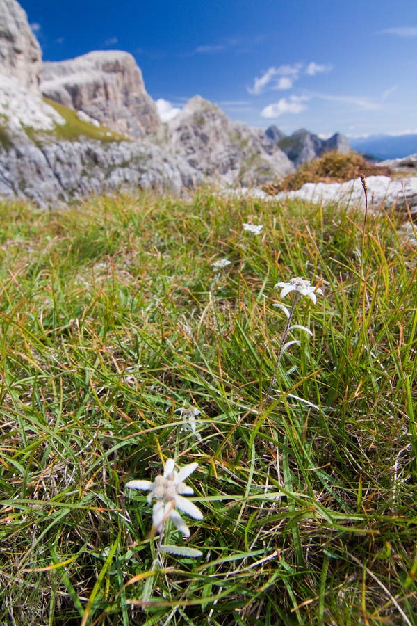 Alpine Flower. Geum Reptans Fruits, Creeping Avens. Aosta Valley, Italy ...