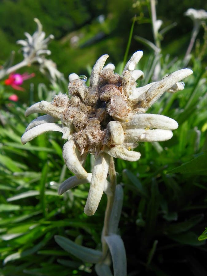1,153 Edelweiss Alpine Flower Stock Photos - Free & Royalty-Free Stock ...