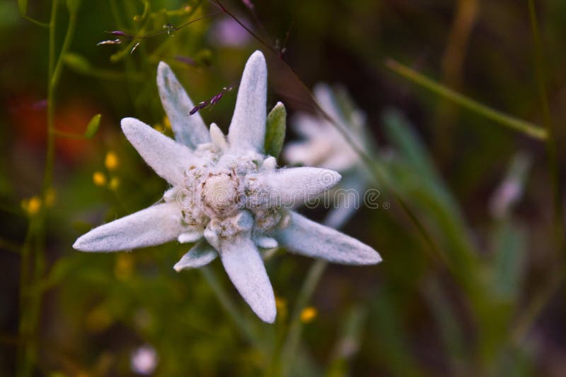 Edelweiss stock photo. Image of flower, conservation - 39564874