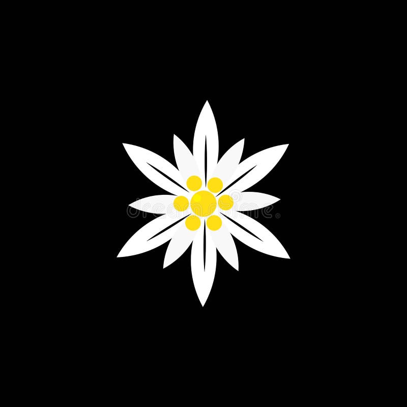 Edelweiss Flower Icon Template Illustration Stock Vector - Illustration ...