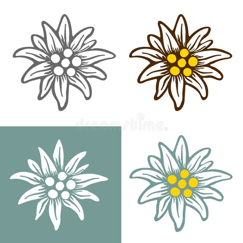 Edelweiss Flower Icon Vector Alpine Icon Flat Web Sign Symbol Logo ...