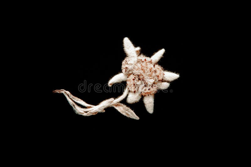 Edelweiss Flower Isolated on Black Background Stock Photo - Image of ...