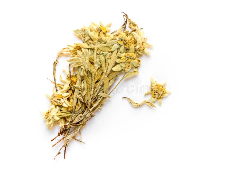 Edelweiss Flower Isolated on White Background Stock Photo - Image of ...