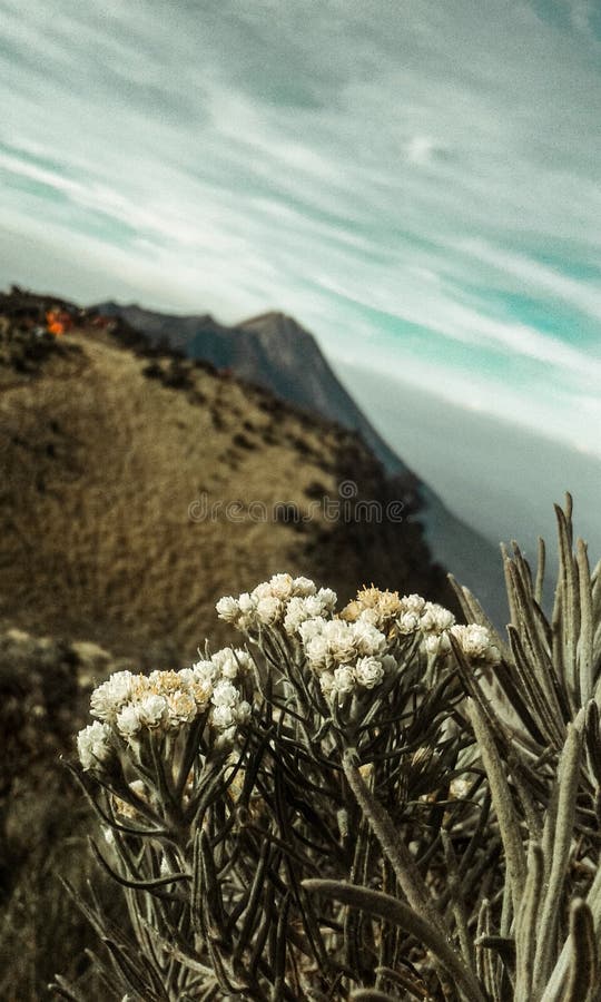 Edelweiss Flower of Mount Merbabu in Indonesia Stock Photo - Image of ...
