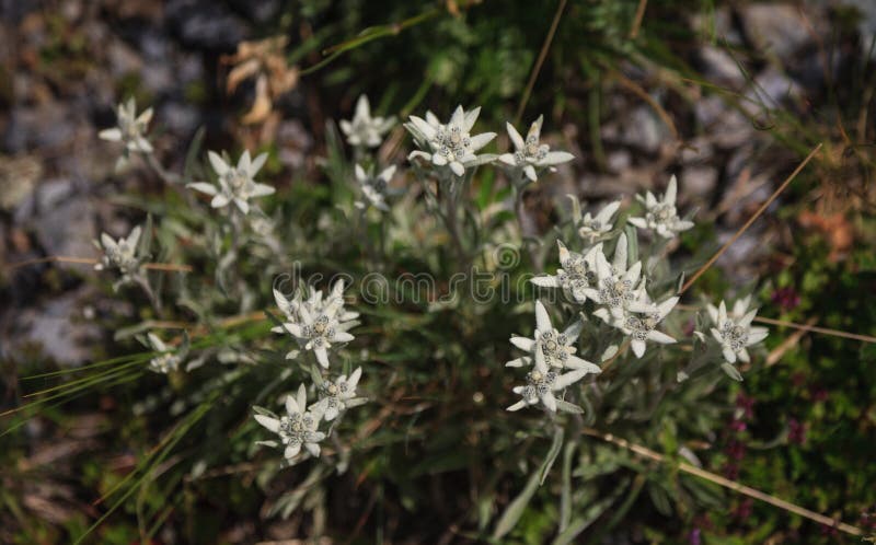 Edelweiss 172 stock photo. Image of mountain, edelweiss - 96146346