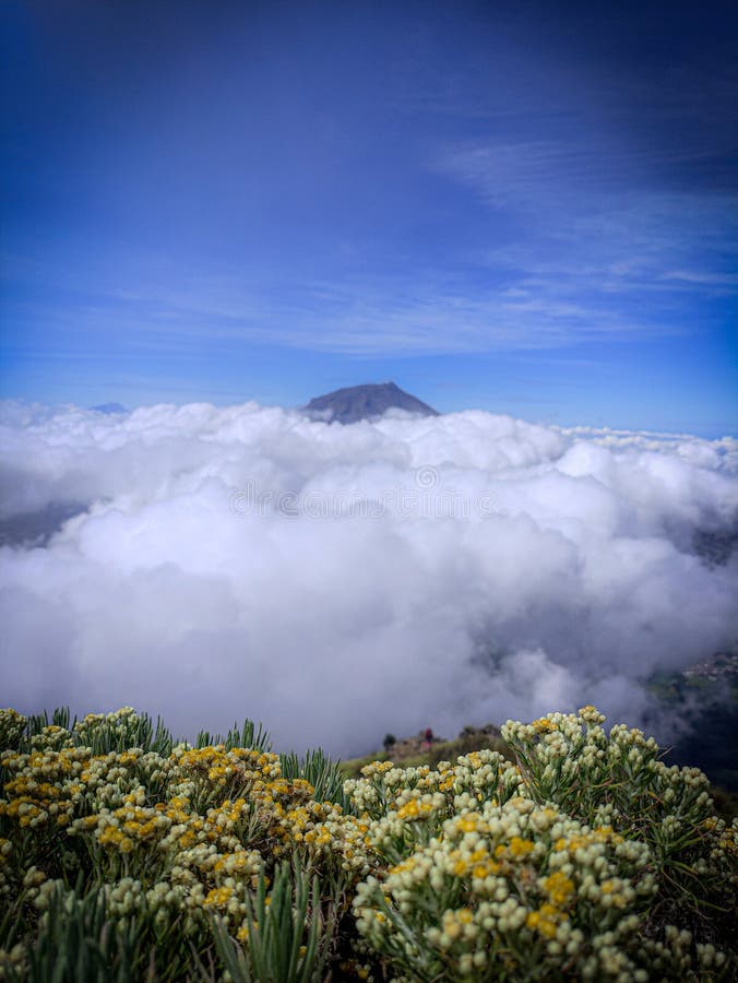 Edelweiss Flower stock photo. Image of flower, mount - 261770322