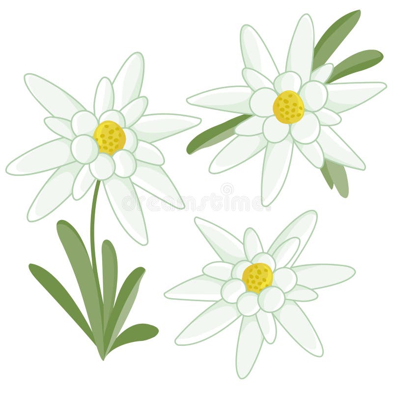 Edelweiss Stock Illustrations – 1,193 Edelweiss Stock Illustrations ...