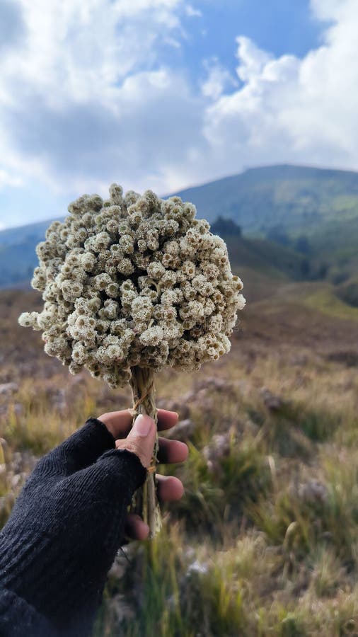 Edelweiss Flowers from Mount Bromo from Indonesia Stock Photo - Image ...