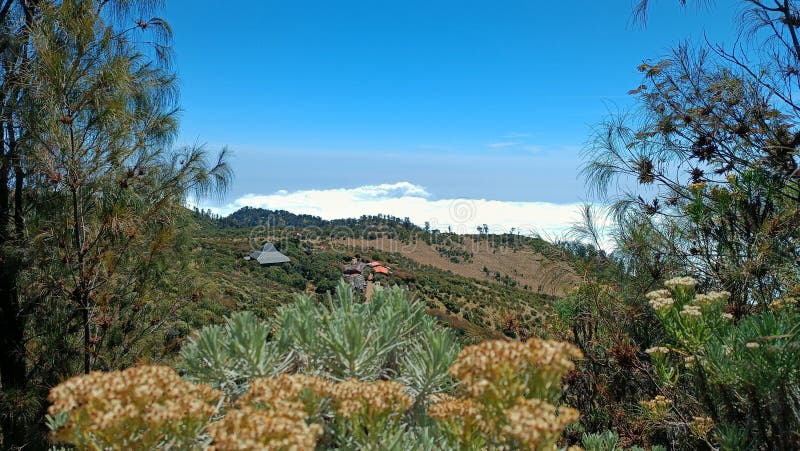 Edelweiss Flowers on Mount Merbabu Stock Image - Image of flowers ...