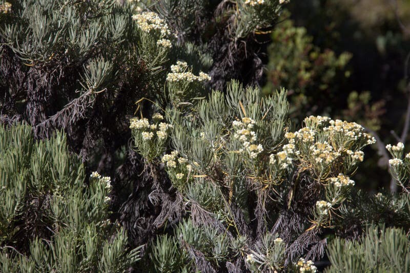 Edelweiss Flowers View from the Mount Merbabu Hiking Trail Stock Photo ...