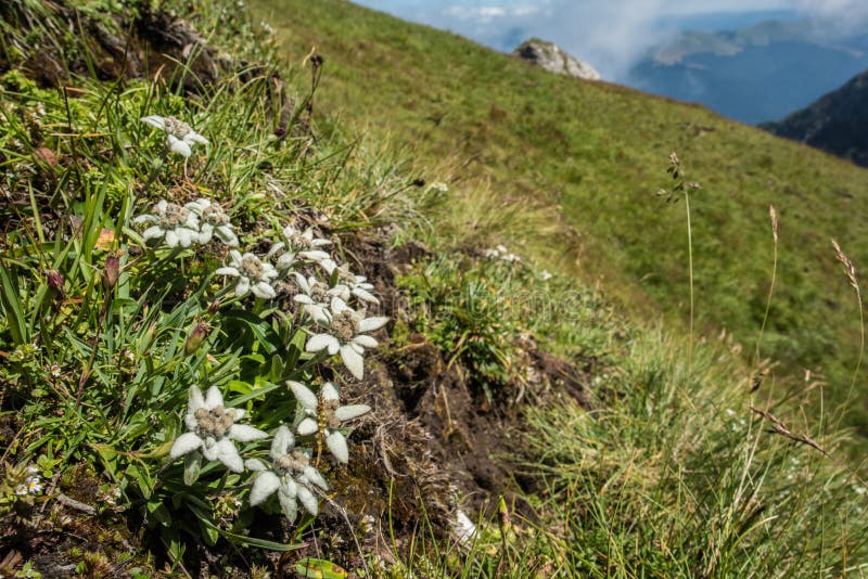 Edelweiss stock photo. Image of austria, europe, focus - 89405726