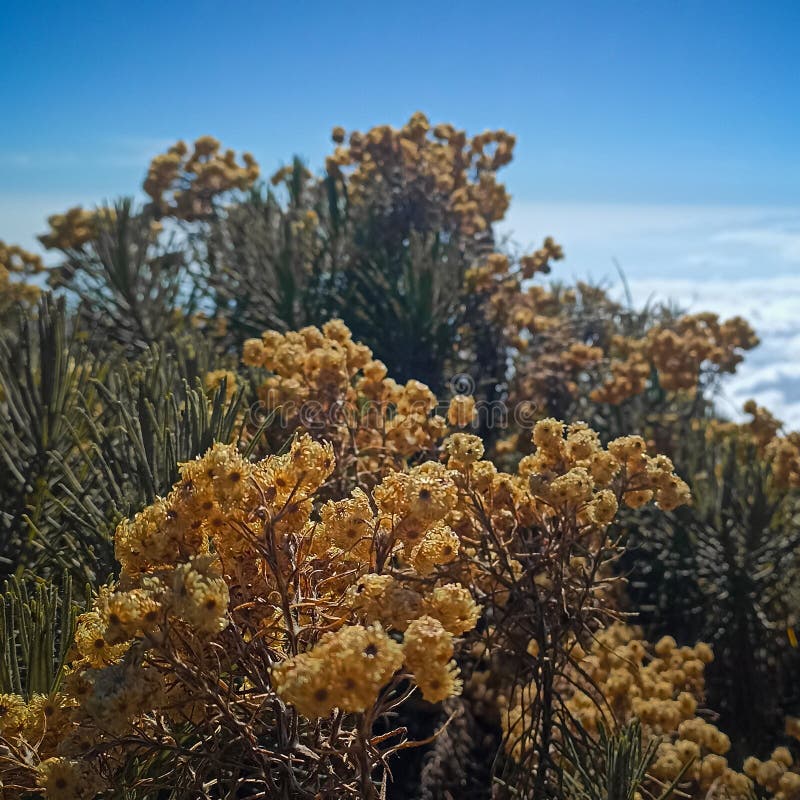 Edelweiss Jawa Stock Photos - Free & Royalty-Free Stock Photos from ...