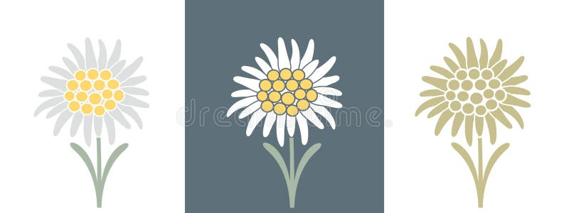 Edelweiss Logo. Isolated Edelweiss on White Background Stock Vector ...