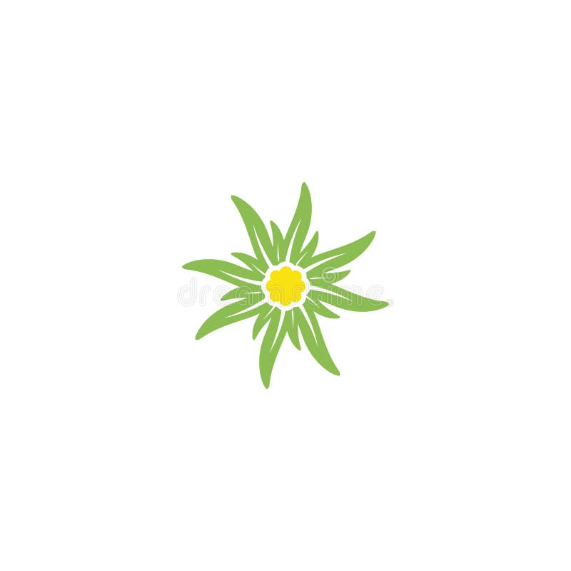 Edelweiss Logo Template Vector Stock Illustration - Illustration of ...
