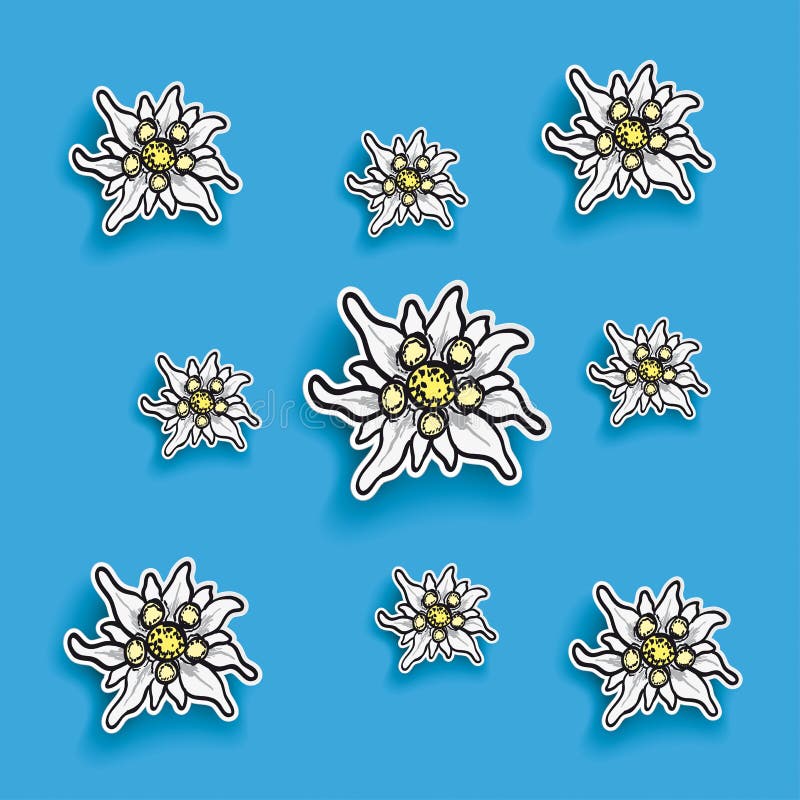 Edelweiss Stock Illustrations – 1,004 Edelweiss Stock Illustrations ...