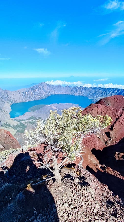 Edelweiss and Segara Anak Lake Under the Blue Sky Stock Photo - Image ...
