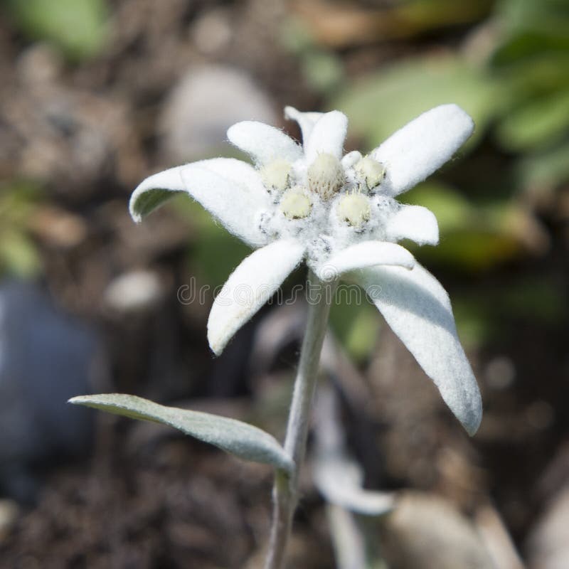 Edelweiss in the Swiss Alps Stock Photo - Image of white, switzerland ...