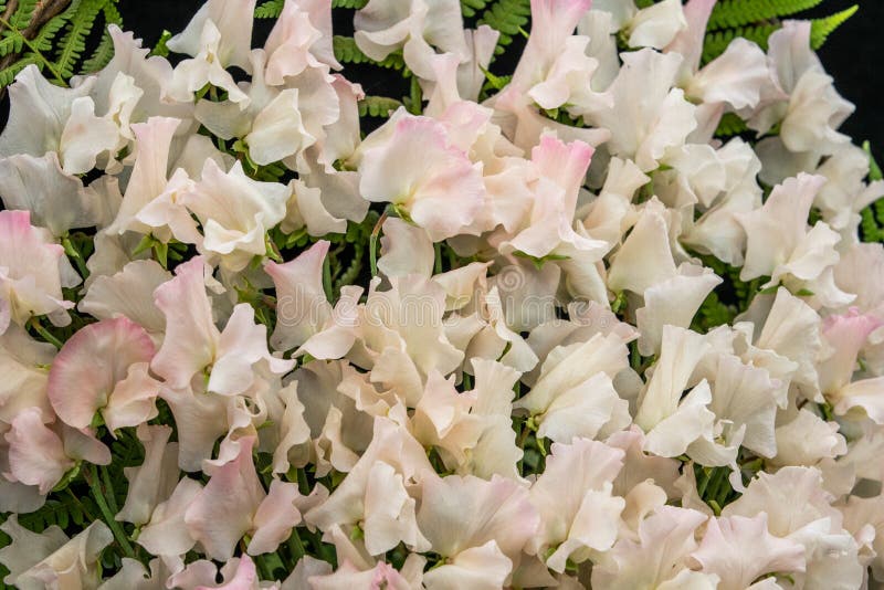 Edelwicke-Kiera Madeline Lathyrus-oderatus Stockbild - Bild von ...