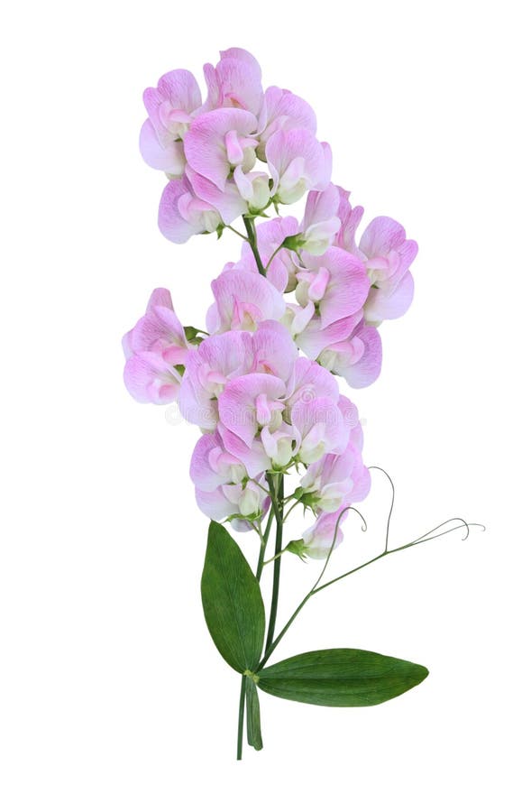 Edelwicke (Lathyrus) stockbild. Bild von romantisch, dekorativ - 33764943