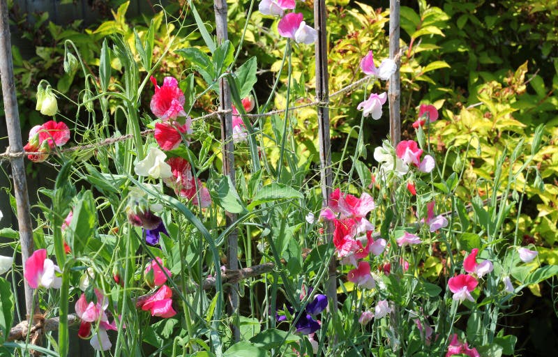 Edelwicke (Lathyrus Odoratus) Stockfoto - Bild von empfindlich, schön ...