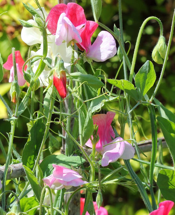 Edelwicke (Lathyrus Odoratus) Stockbild - Bild von rosa, gärtnern: 32239287