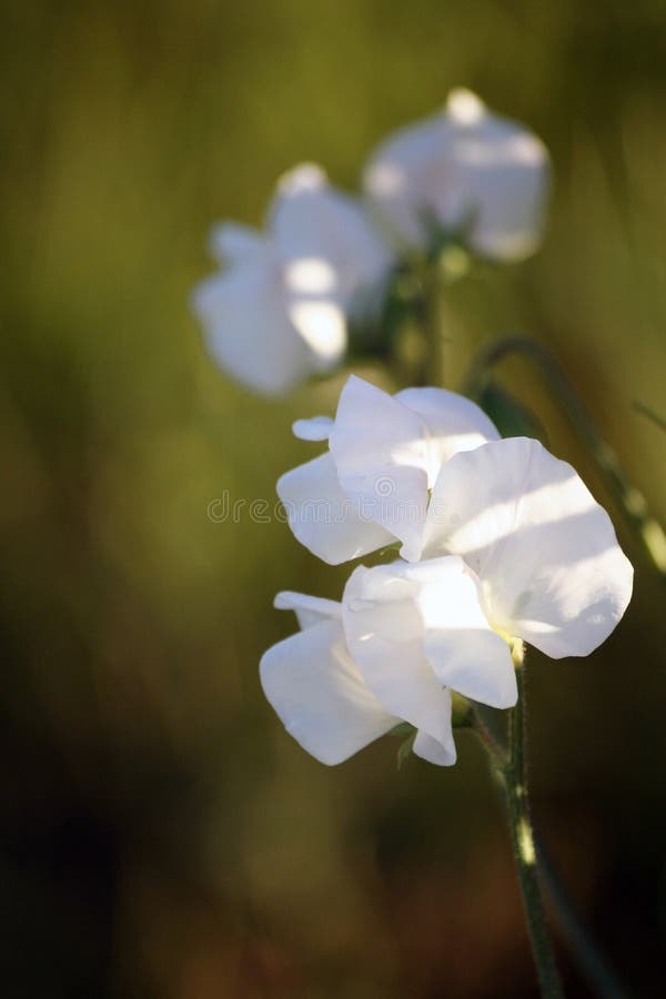 Edelwicke (Lathyrus Odoratus) Stockbild - Bild von rebe, gardening ...