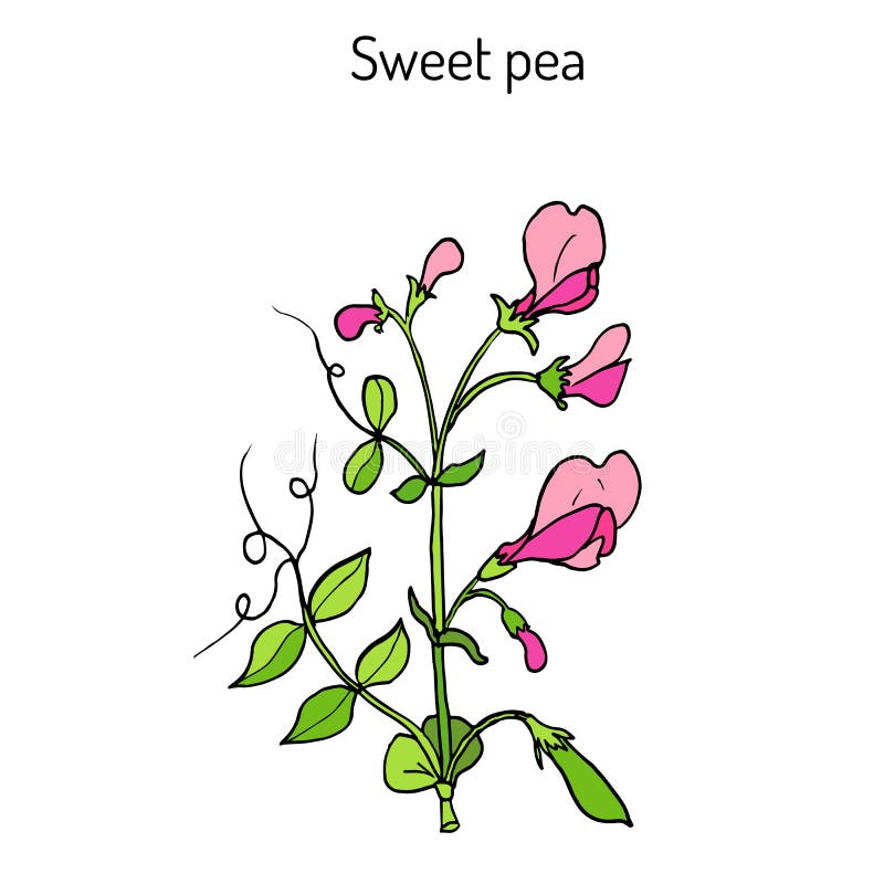 Edelwicke Lathyrus Odoratus Vektor Abbildung - Illustration von karte ...