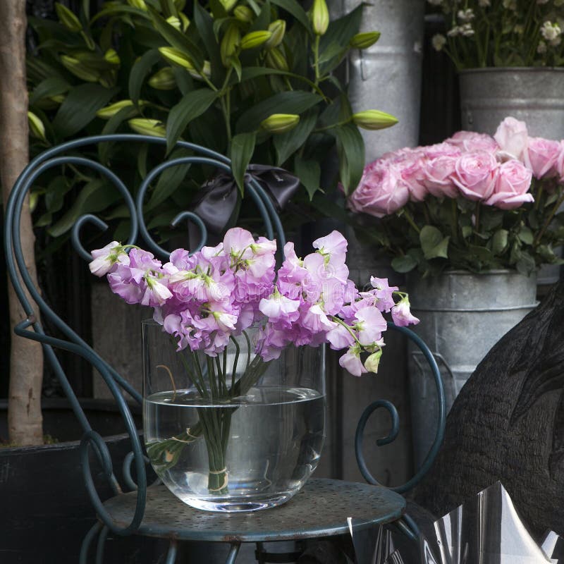 Edelwicke, Lathyrus Odoratus, Blumen Stockbild - Bild von form ...