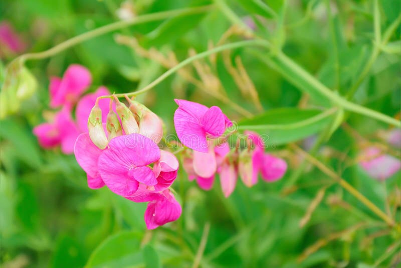 Lathyrus-odoratus Oder Edelwicke Stockfoto - Bild von nahaufnahme ...