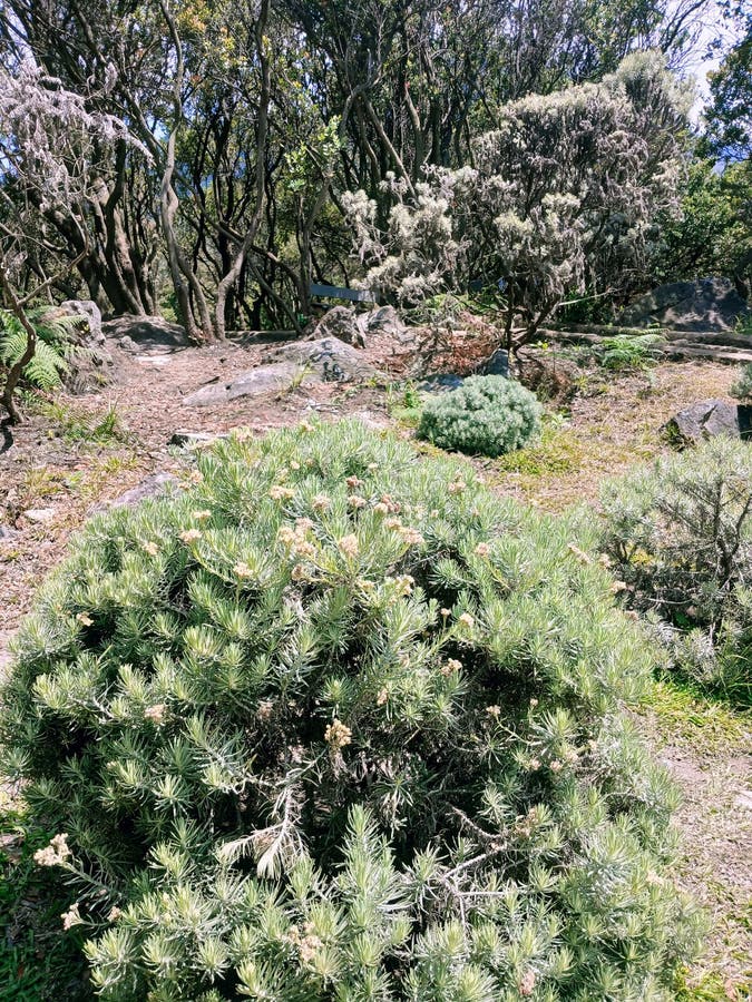 Edelwise Flowers Stock Photos - Free & Royalty-Free Stock Photos from ...