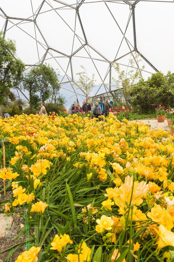 Eden Project Cornwall editorial photo. Image of dome - 114995251