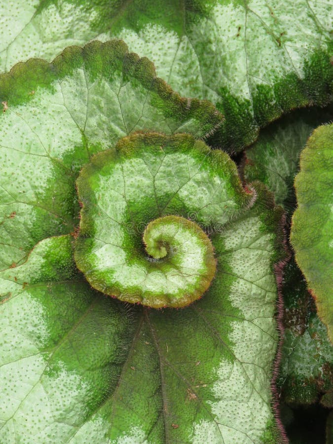 Eden Project Plant Swirl Pattern Stock Image - Image of flower, herb ...