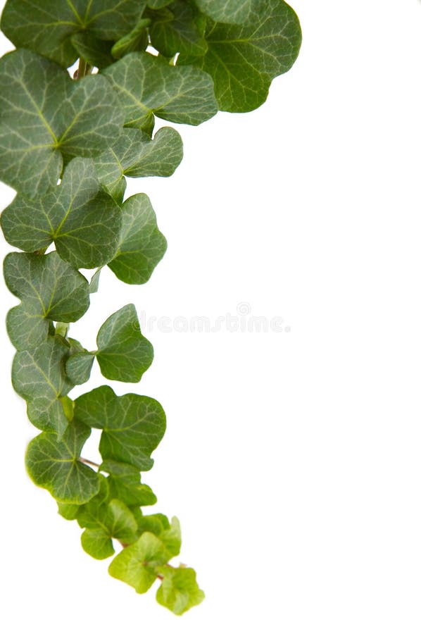 Edera immagine stock. Immagine di decorazione, botanico - 3530361