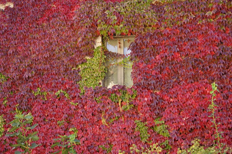 Edera Colorata Su Una Finestra Immagine Stock - Immagine di rosso ...