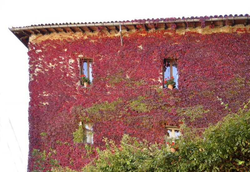 Edera Colorata Sulla Facciata Fotografia Stock - Immagine di edera ...