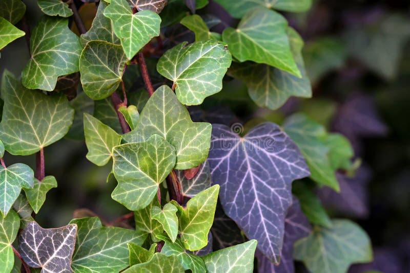 Hedera Helix, L'edera Comune Che Scala Un Vecchio Albero Fotografia ...