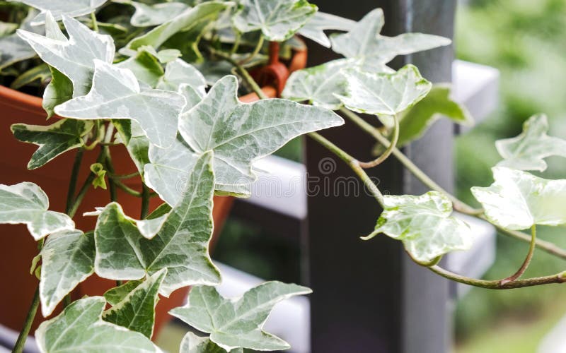 Edera Inglese O Hedera Helix in Vaso Di Fiore Al Balcone Immagine Stock ...