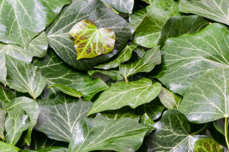 Edera sulla vite immagine stock. Immagine di pianta, oggetti - 60260749