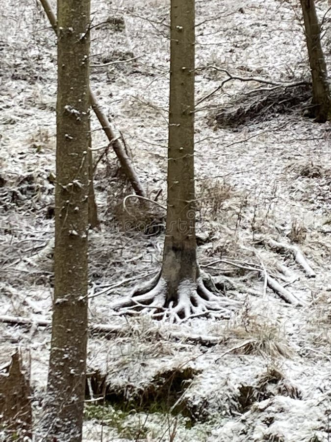 Edertal Beechwood Tree Roots in Winter with Light Snow Stock Photo ...