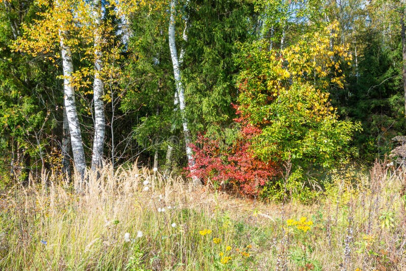 On the Edge of the Autumn Forest. Stock Photo - Image of fall ...