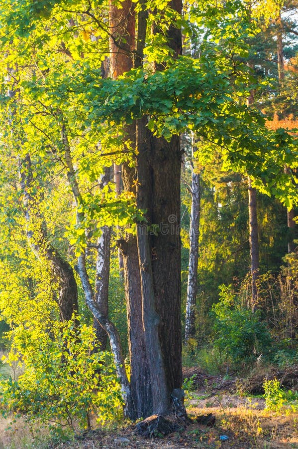 The Edge of the Autumn Forest in the Rays of the Setting Sun Stock ...