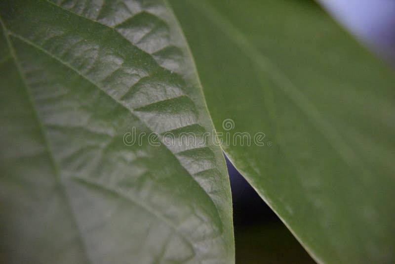 The Edge of the Avocado Leaf Stock Photo - Image of structure, macro ...