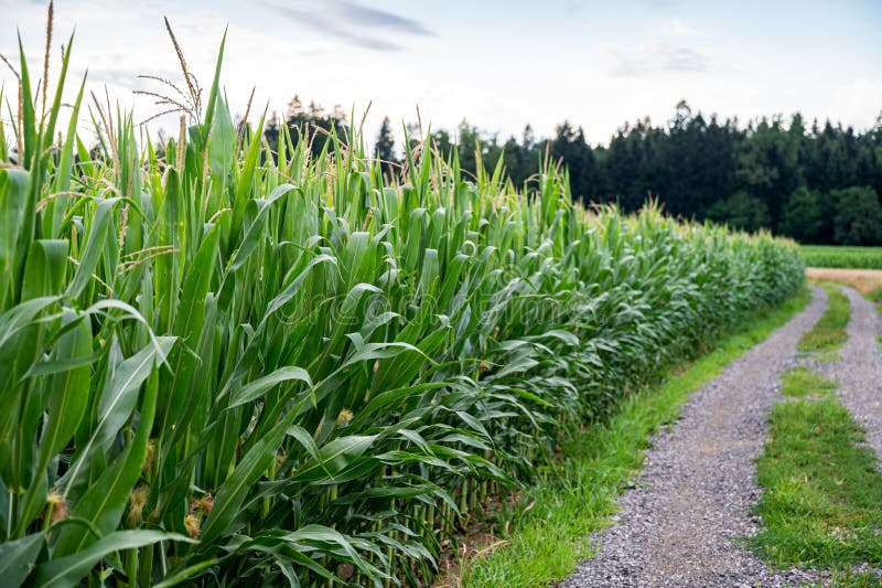 Edge of Beautiful Green Corn Field Stock Photo - Image of growth, field ...