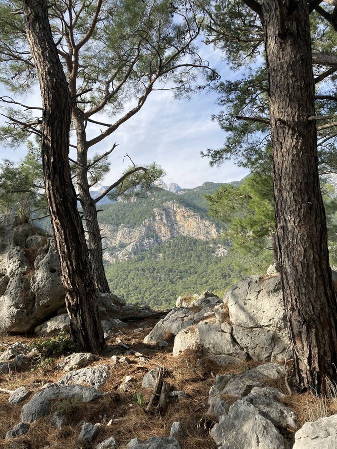 The Edge of the Cliff with Trees Growing on it and a View of the Stone ...