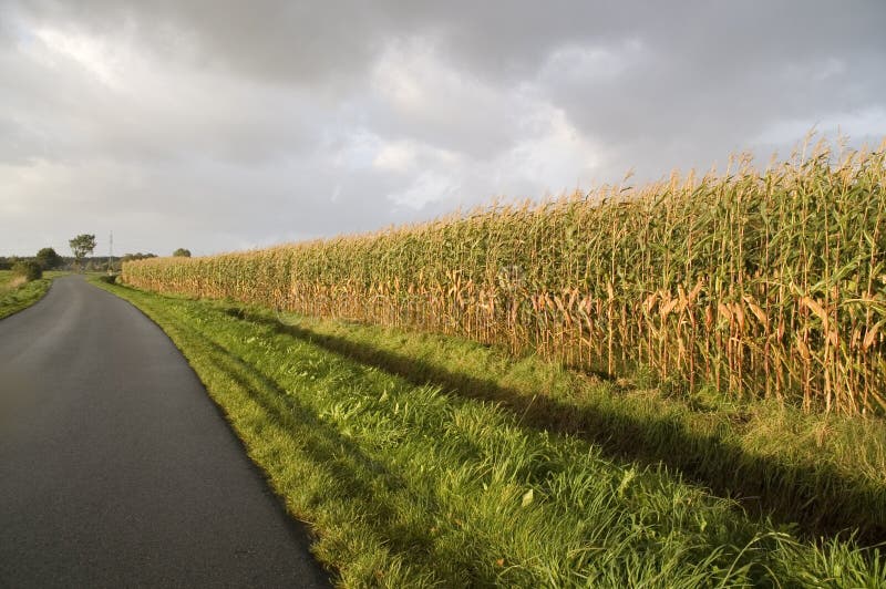 1,209 Corn Field Edge Stock Photos - Free & Royalty-Free Stock Photos ...