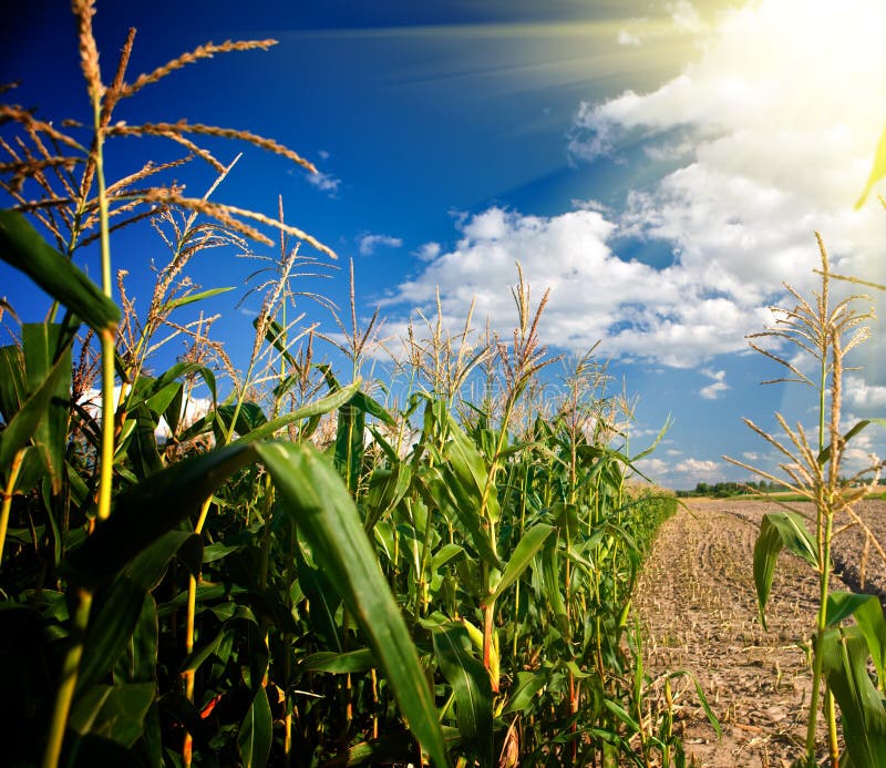 Edge of a Corn Field in the Afternoon Stock Photo - Image of cultivated ...